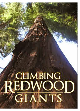 Climbing Redwood Giants | The Environmental Center