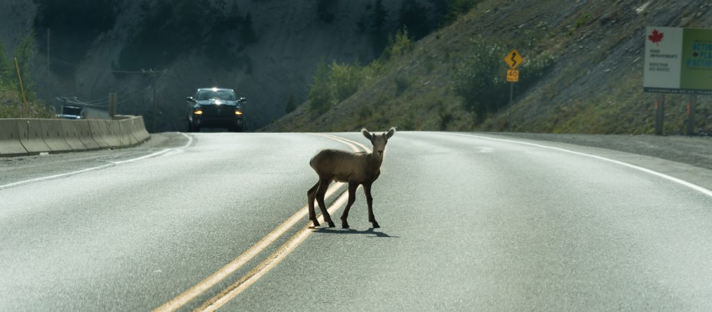 Young Deer walks across highway on a blind curve | The Environmental Center