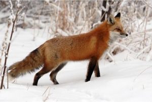 Sly as a Fox: Montane Red Foxes in Central Oregon | The Environmental ...