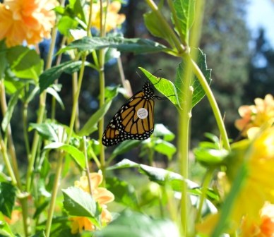 Magnificent Monarchs | The Environmental Center