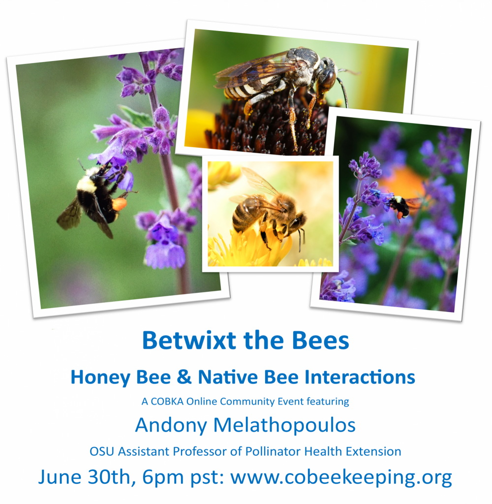 Betwixt the Bees: Honey Bee & Native Bee Interactions | The ...