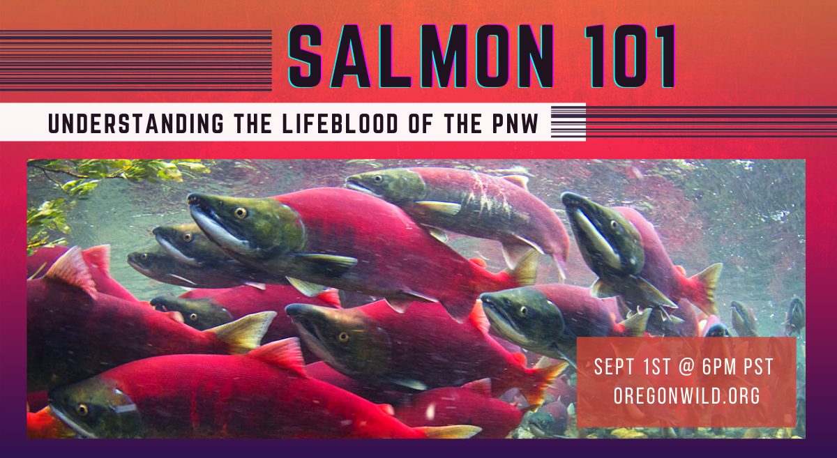 Salmon 101: Understanding the Lifeblood of the Pacific Northwest | The ...