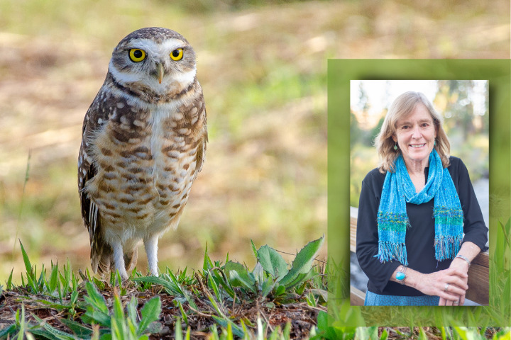 Know Underground – Birds Who Burrow | The Environmental Center